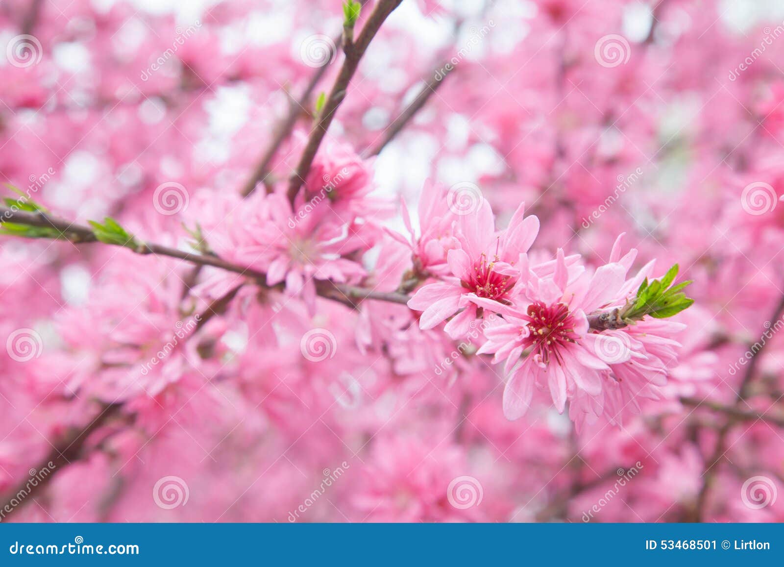 Cherry Blossom in Spring Season Stock Image - Image of nature, cherry ...