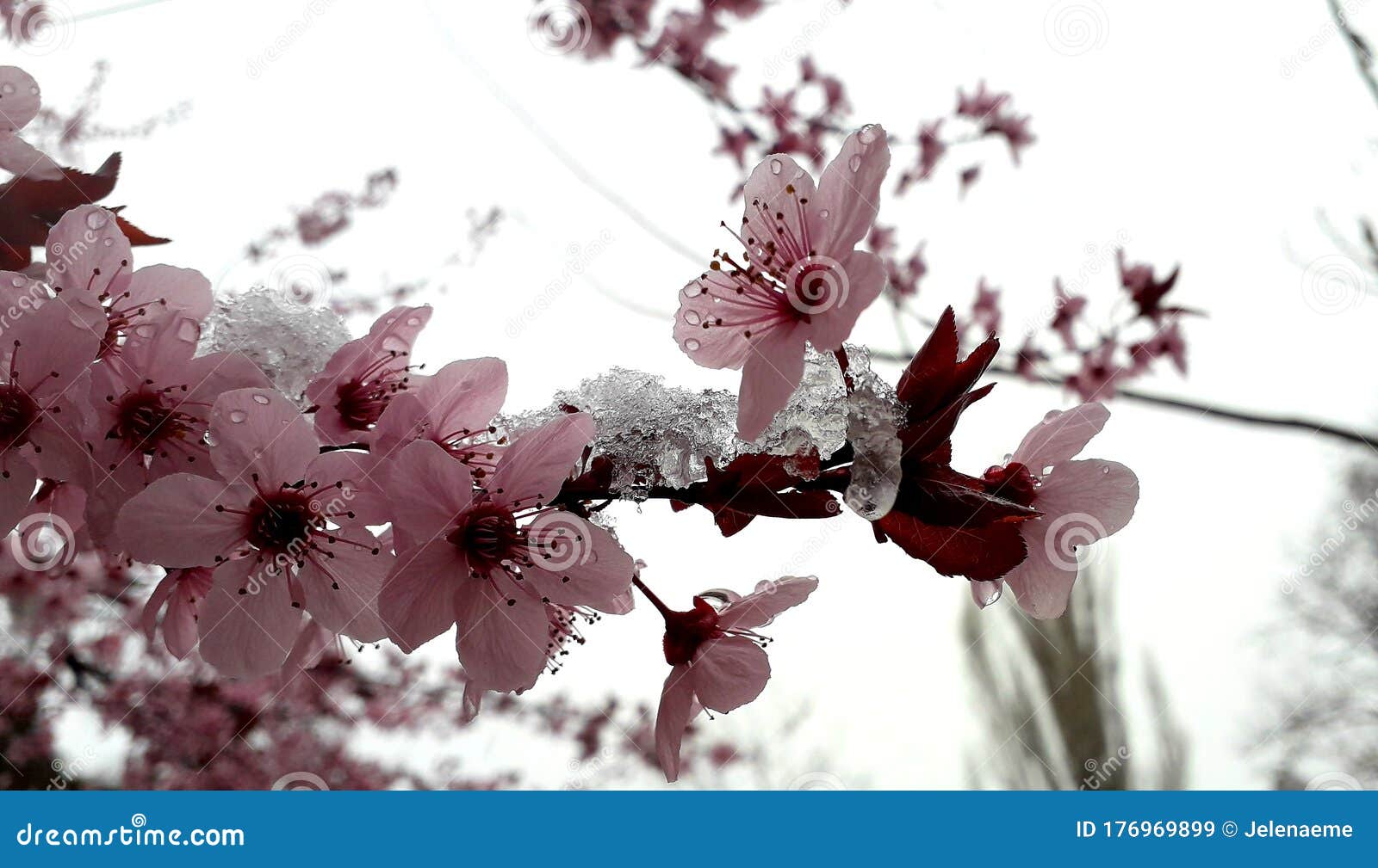 Cherry Blossom in Spring Snow. Snow in March Stock Image - Image of ...