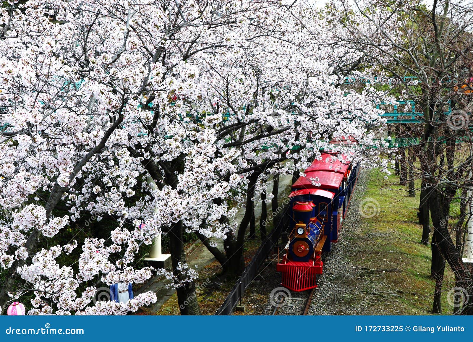 Cherry Blossom in Spring Time, Sakura Japan Stock Image - Image of ...