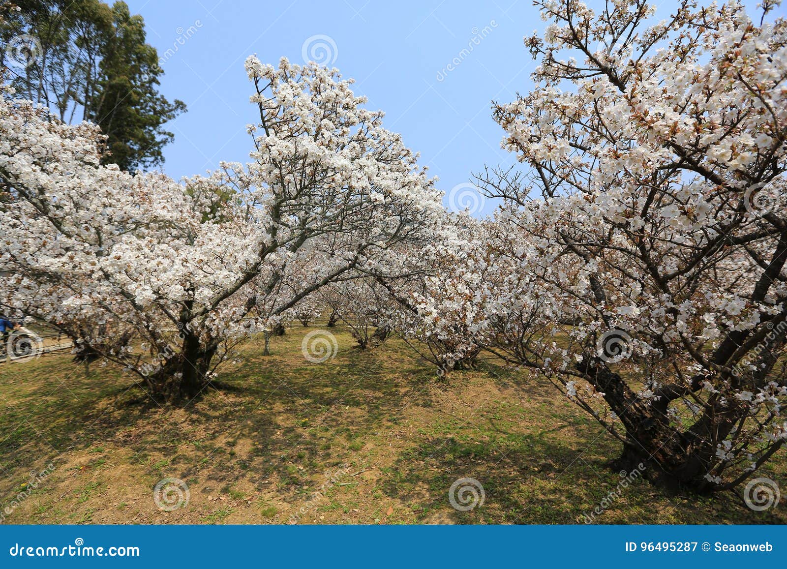 Cherry Blossom in Springtime Stock Image - Image of tree, springtime ...