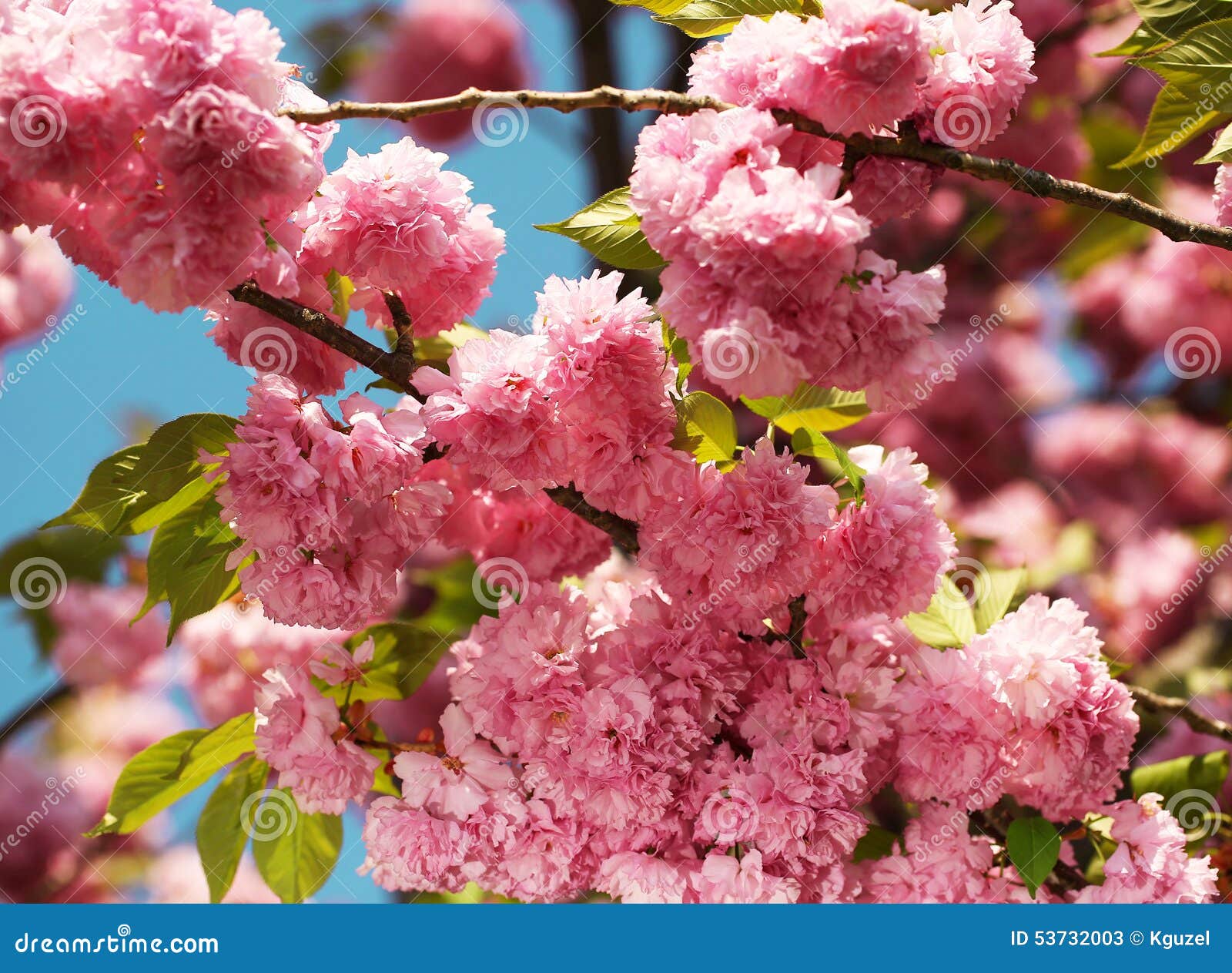 Flowers Sakura Flowering On Spring Sakura Tree And The Background Is ...