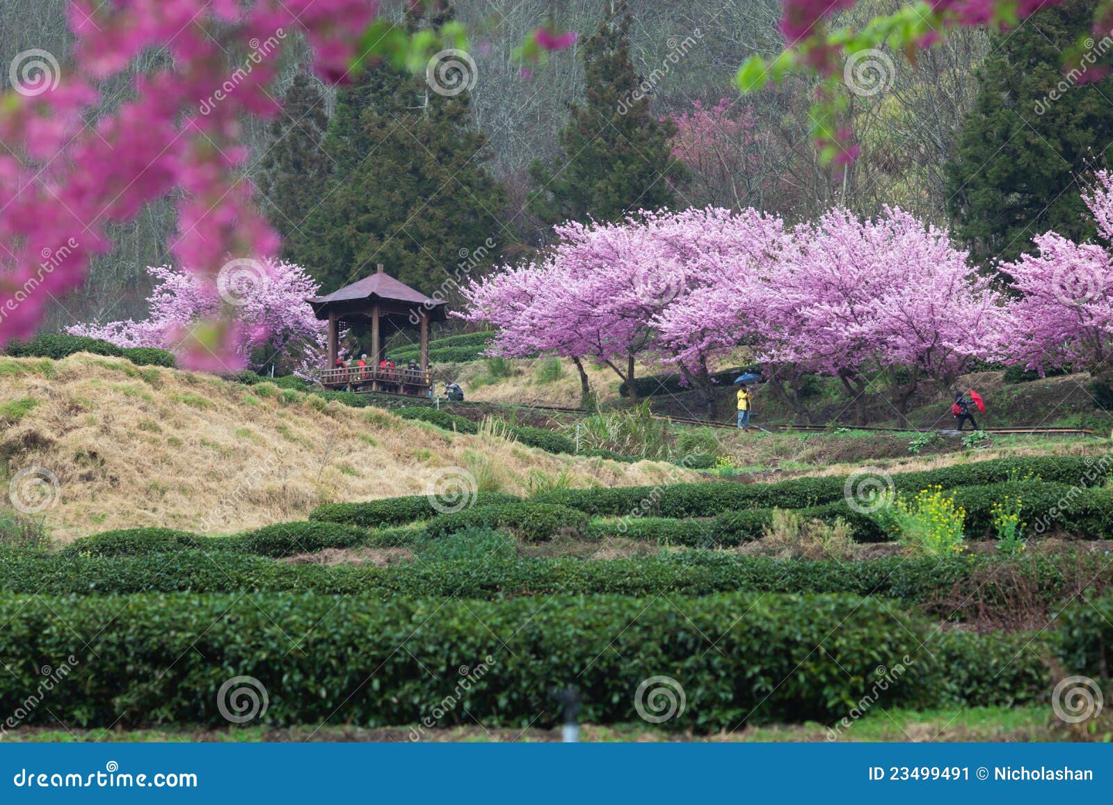 Cherry Blossom in Springtime in Taiwan Stock Image - Image of cherry ...