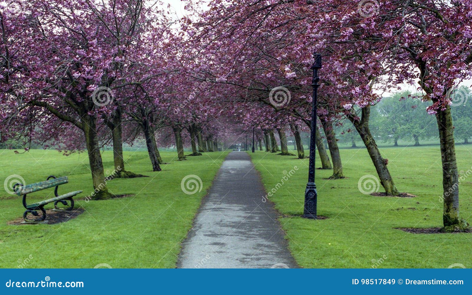 Cherry Blossom the Stray Harrogate North Yorkshire Editorial Stock ...