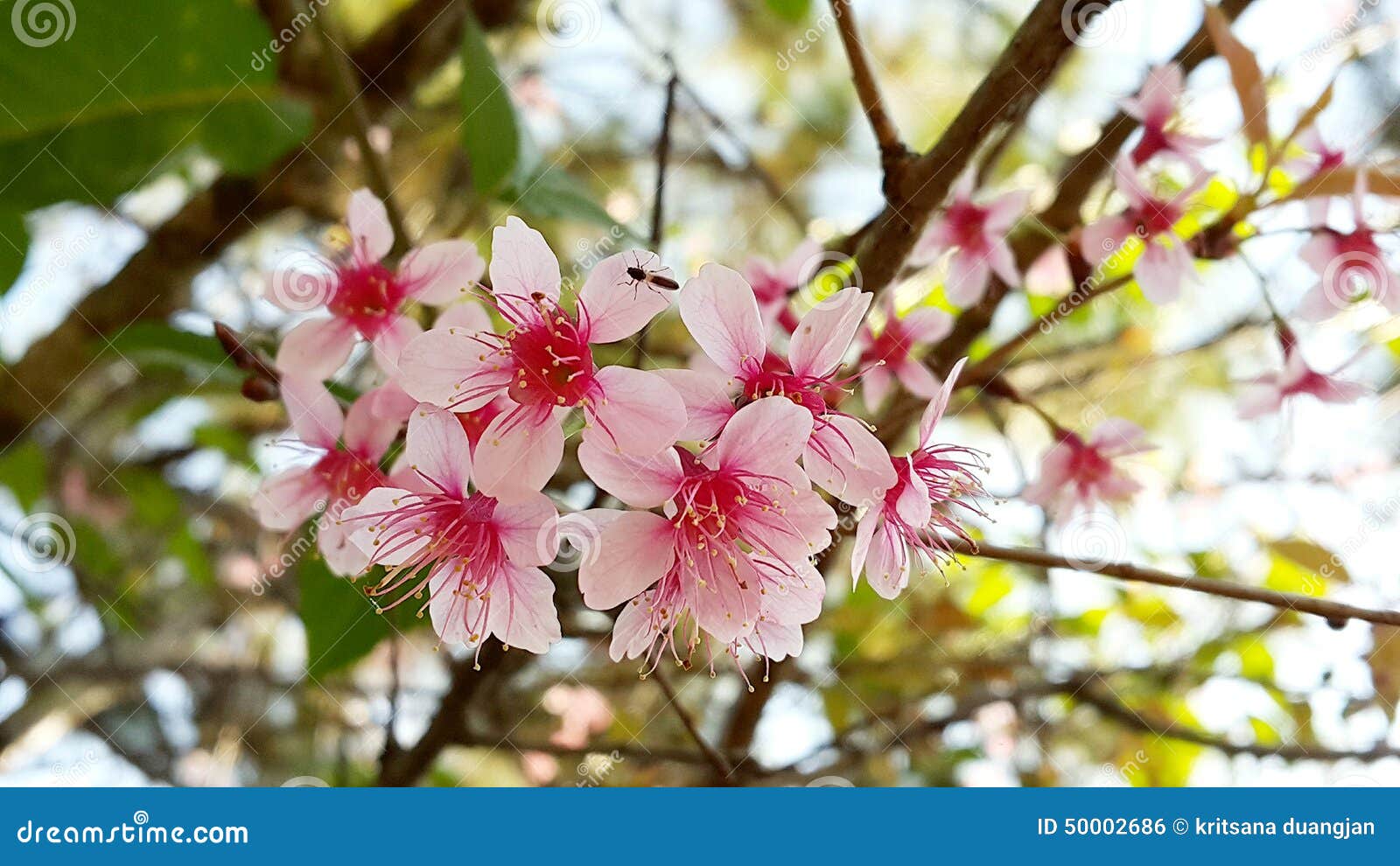 Cherry blossom stock photo. Image of sweet, pink, flower - 50002686