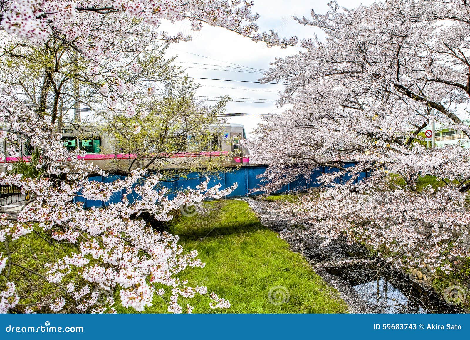 Cherry Blossom, Train, Japan. Stock Image - Image of inuyama, famous ...