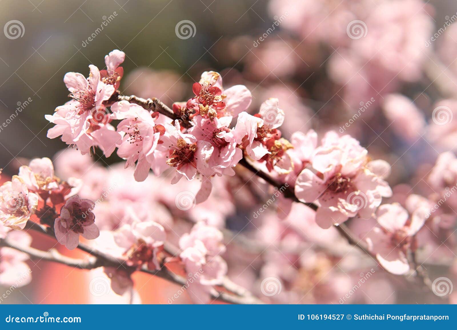 Cherry Blossom Tree imagen de archivo. Imagen de hoja - 106194527