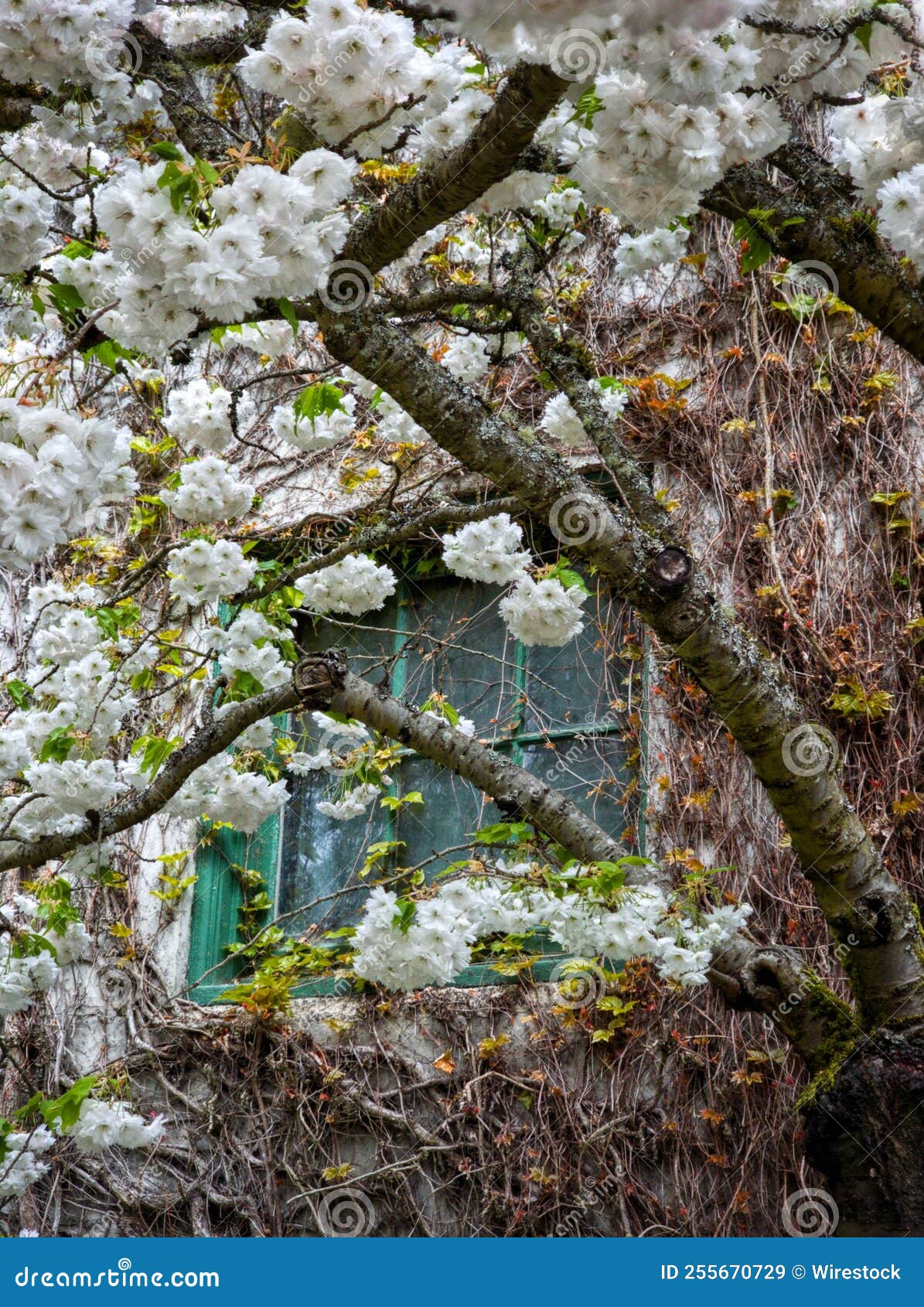 Cherry Blossom Tree Against Old House with Crawling Vines Stock Image ...