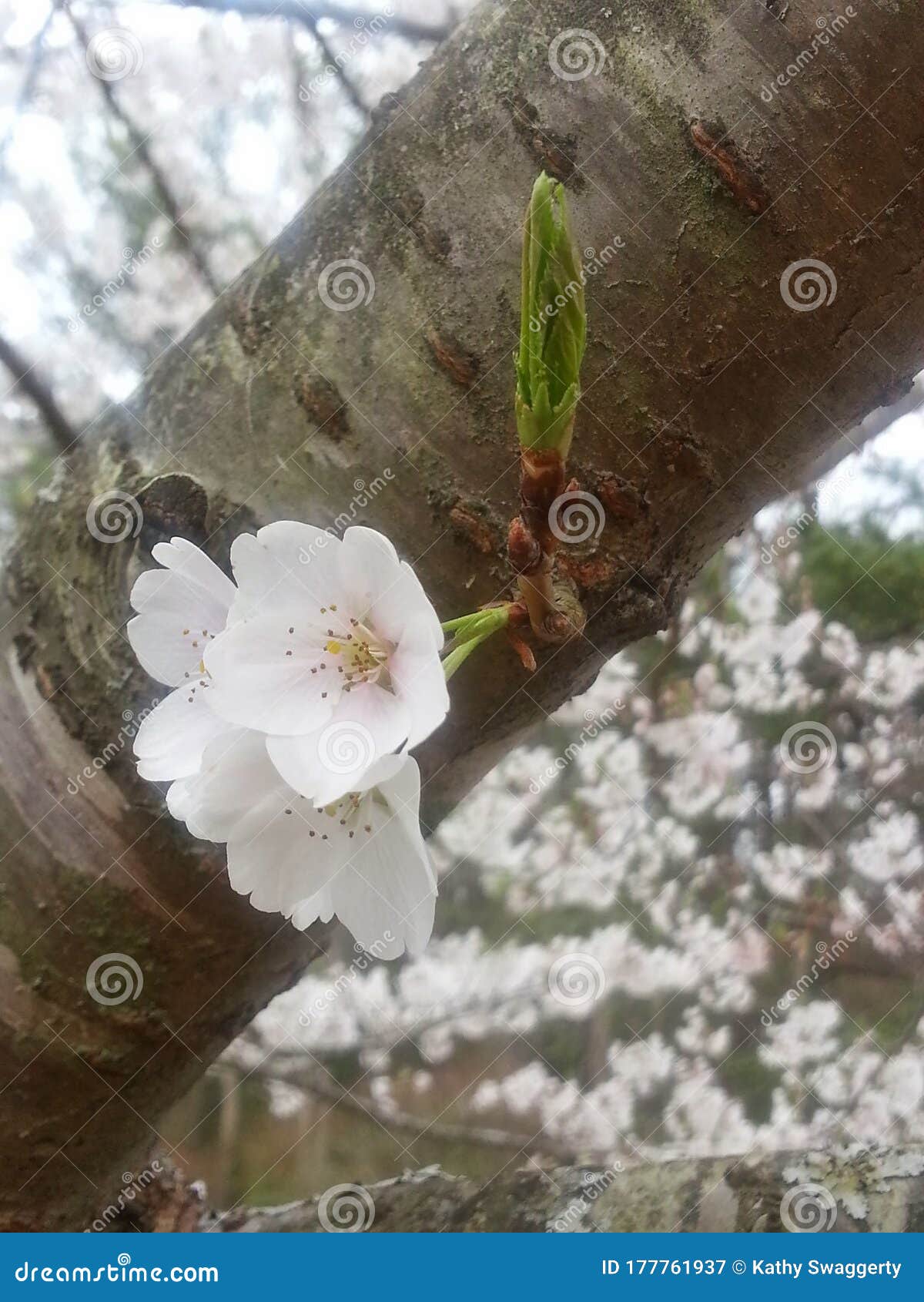 Cherry Blossom Tree Blooming & Budding Stock Image - Image of flowers ...