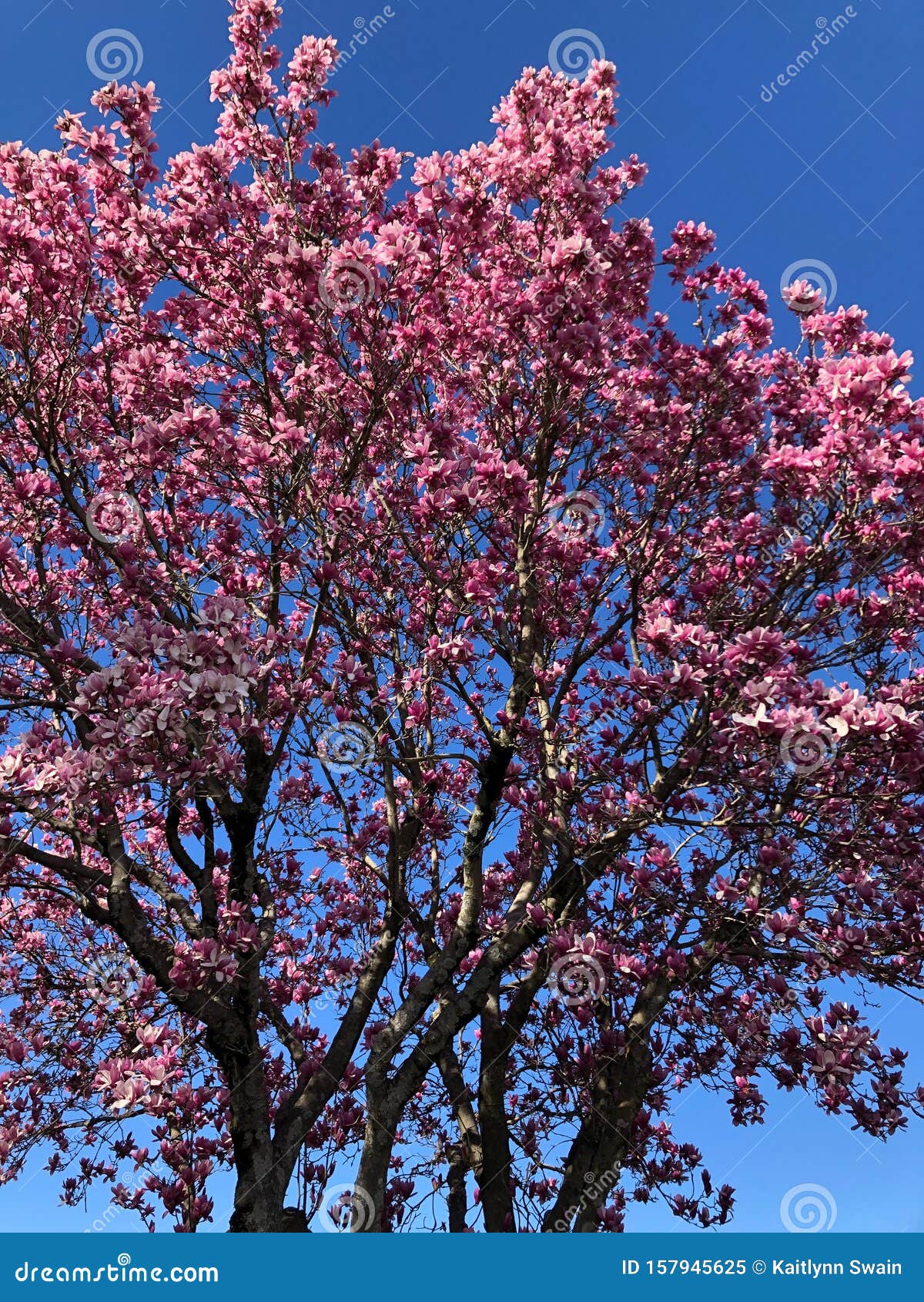 Cherry blossom stock image. Image of blue, blossom, tree - 157945625