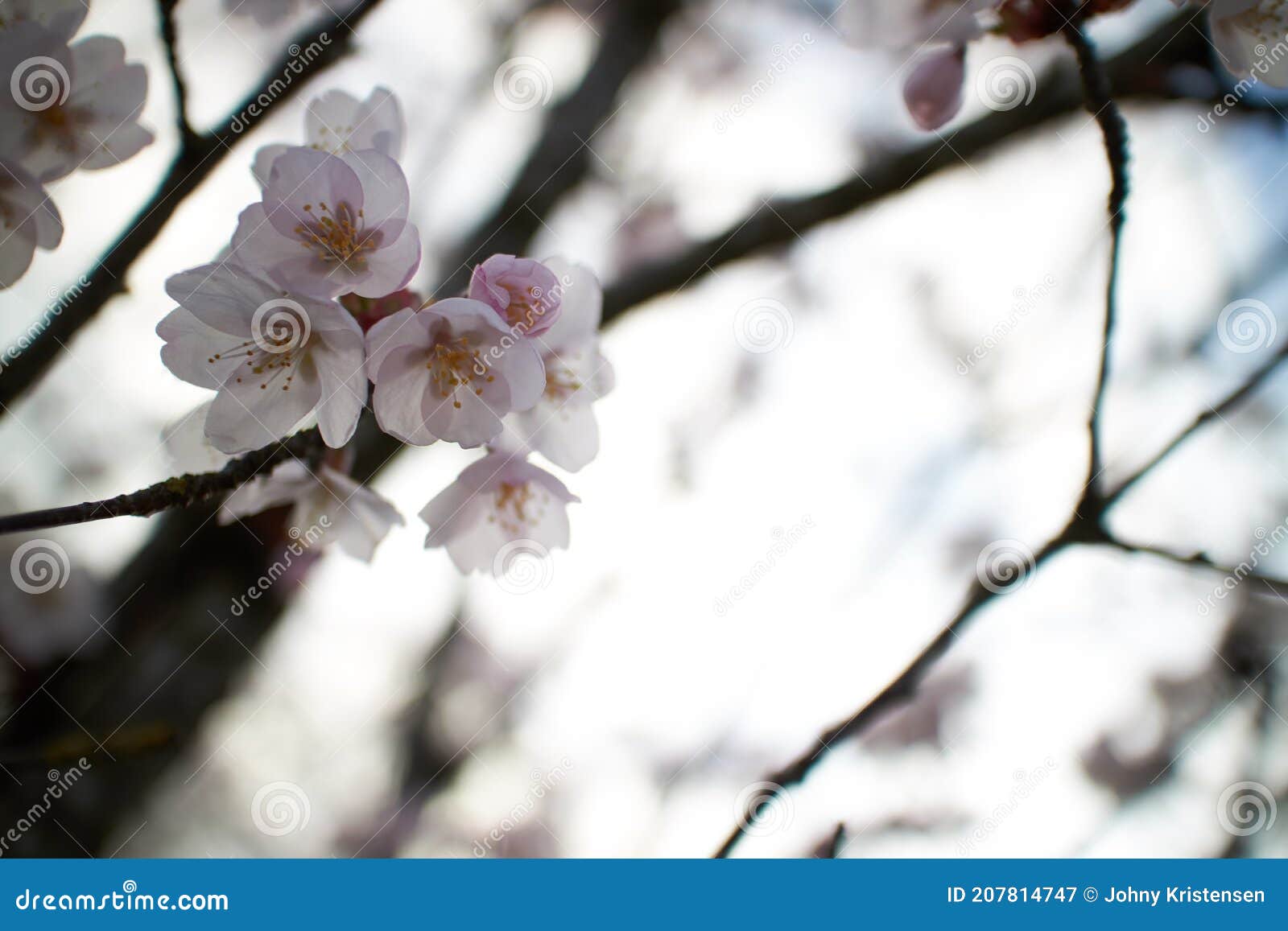 Cherry blossom tree branch stock image. Image of cherry - 207814747