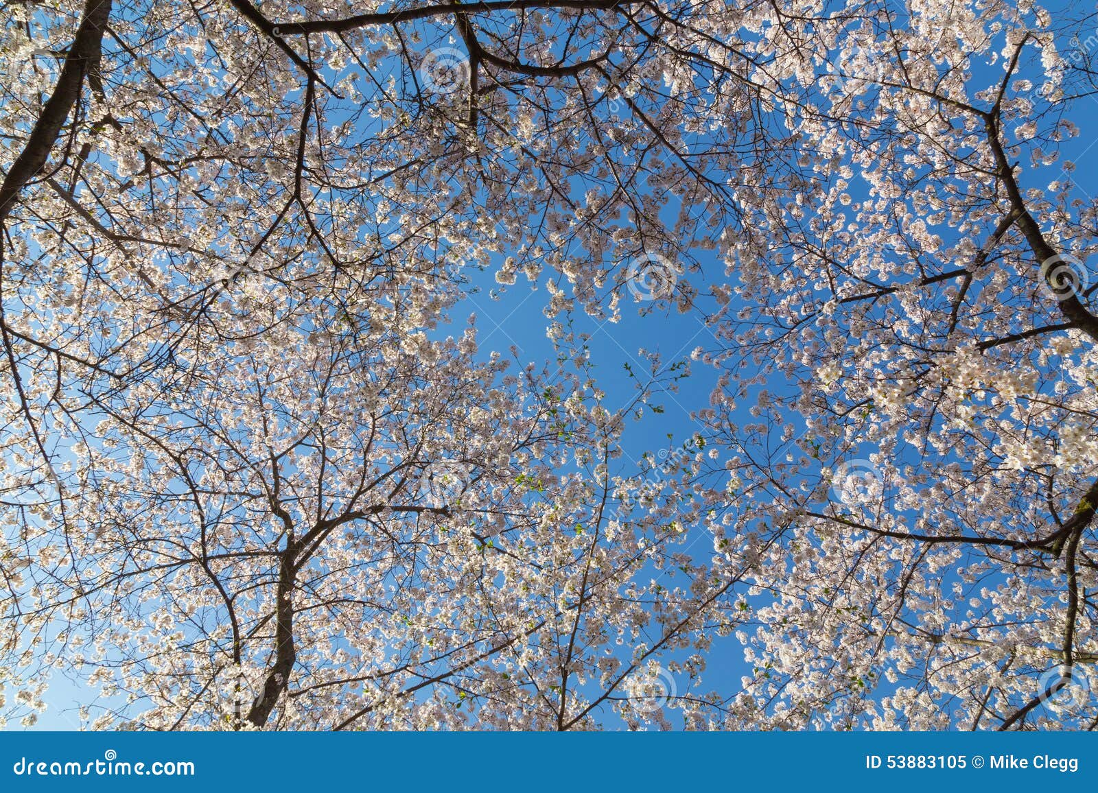 Cherry Blossom Tree Canopy stock image. Image of nature - 53883105
