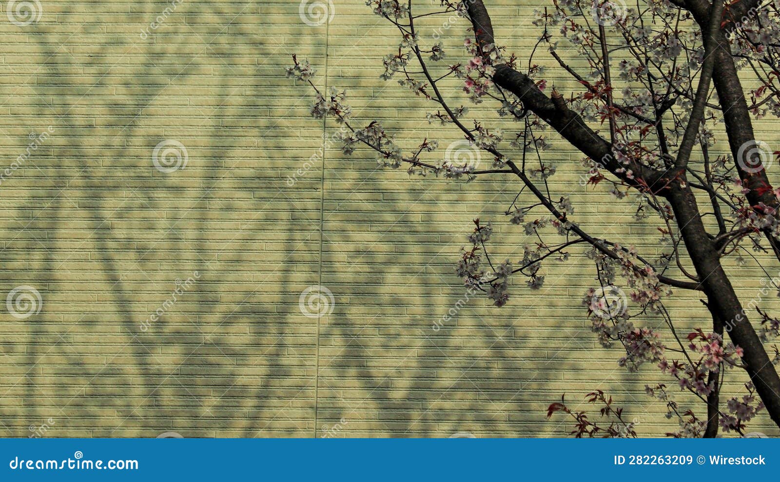Cherry Blossom Tree, Creating a Shadow on the Wall in the Background ...