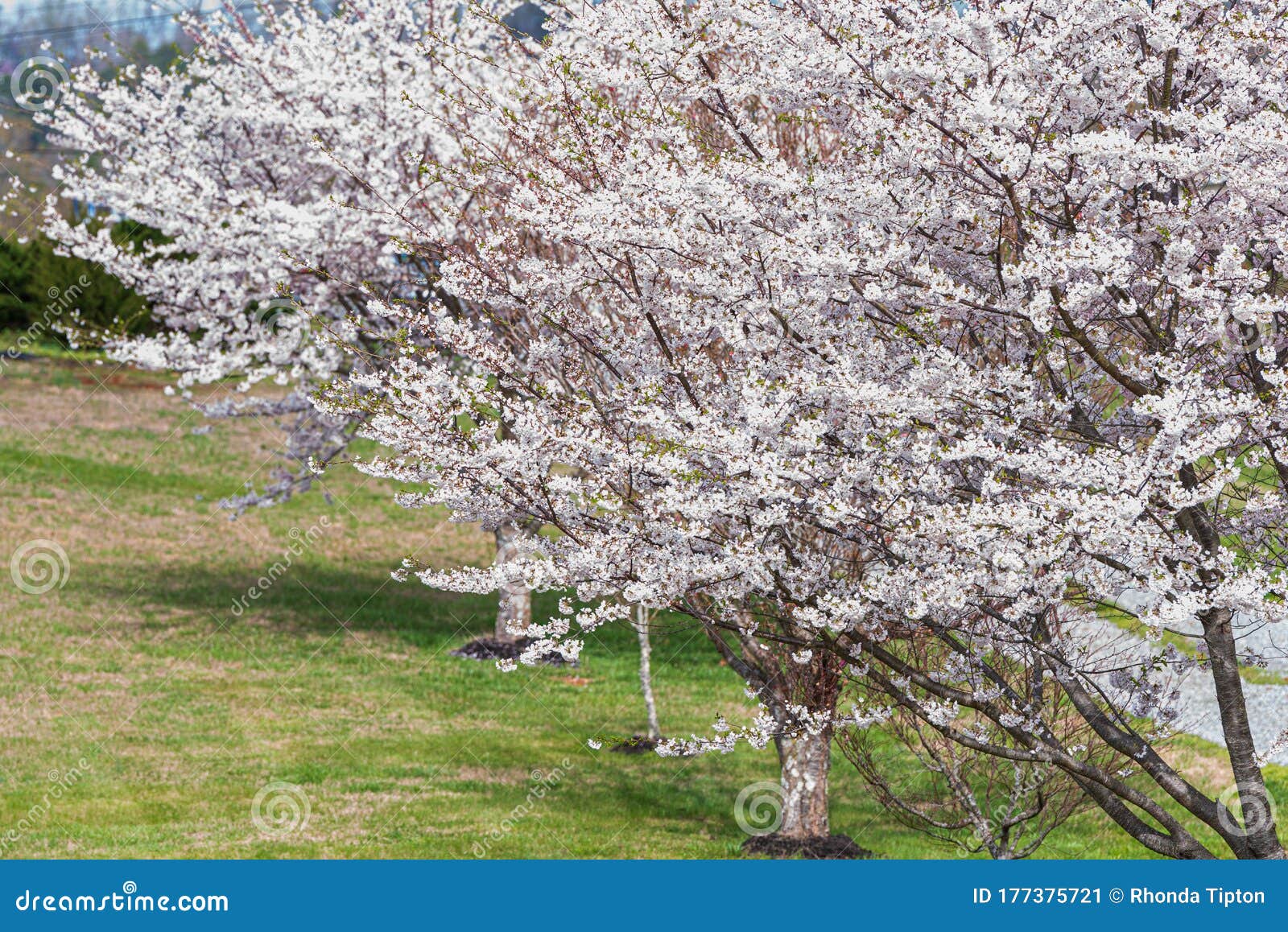 Cherry Blossom Tree stock image. Image of full, bloom - 177375721