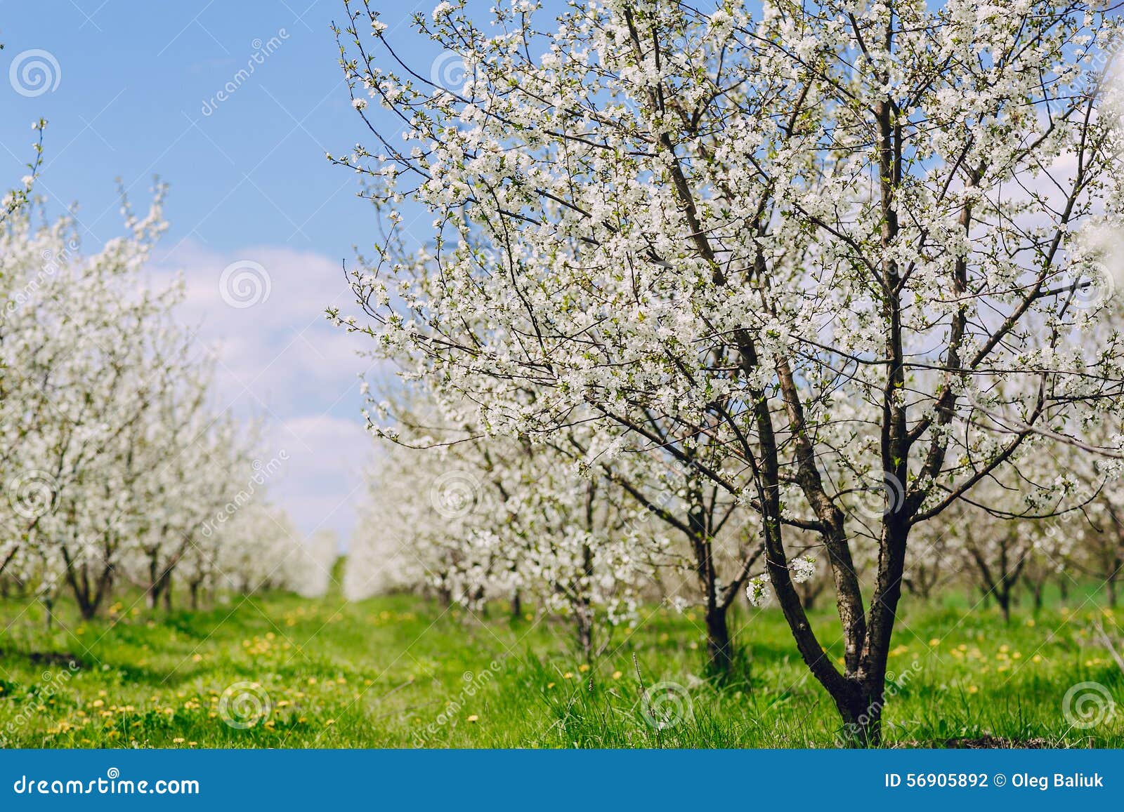 Cherry blossom tree stock photo. Image of april, garden - 56905892