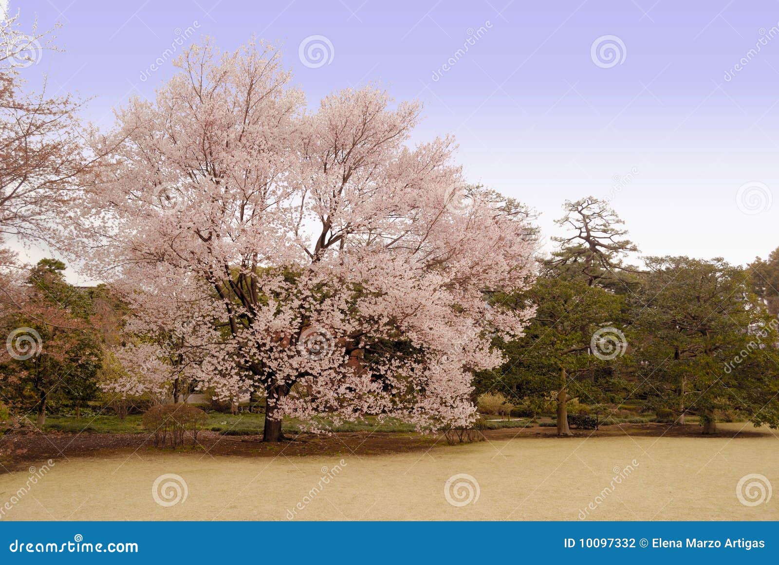 Cherry Blossom tree, Japan stock photo. Image of spring - 10097332