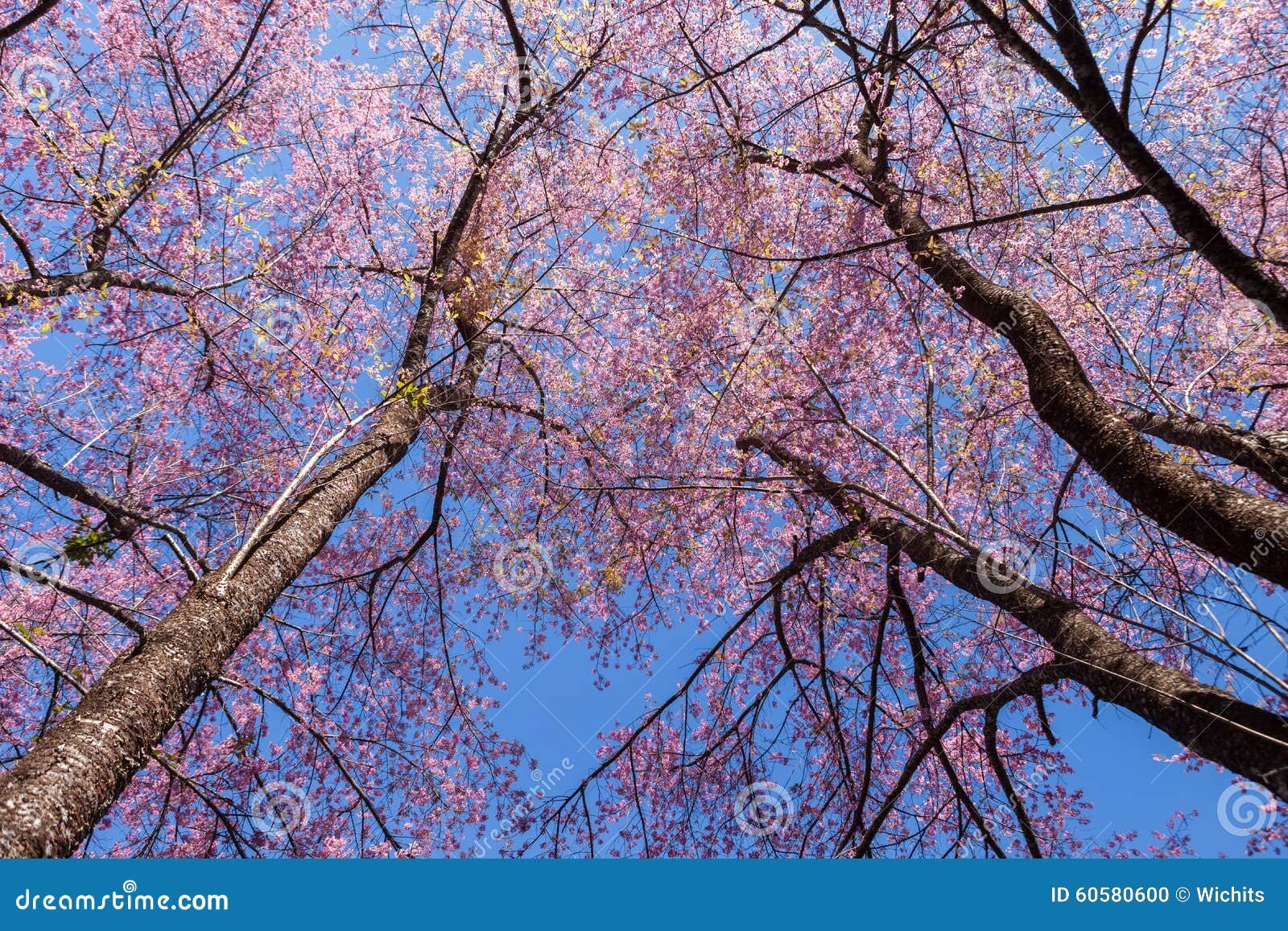 Cherry Blossom Tree with Leafless Branches Stock Photo - Image of japan, botany: 60580600
