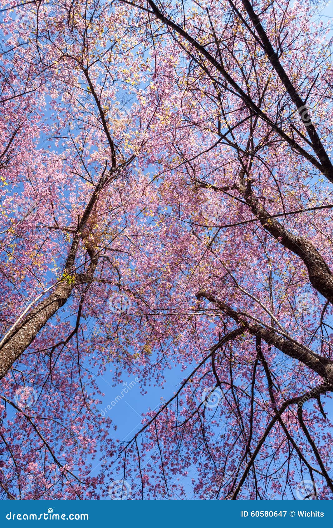 Cherry Blossom Tree with Leafless Branches Stock Image - Image of landscape, beautiful: 60580647