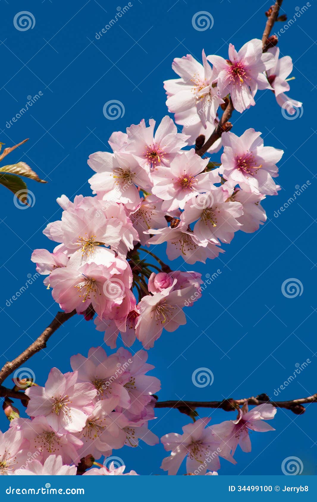 Cherry Blossom Tree stock photo. Image of landscape, delicate - 34499100