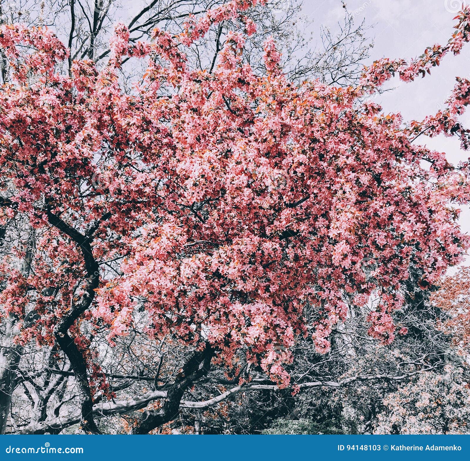 Cherry blossom tree stock image. Image of nature, pink - 94148103