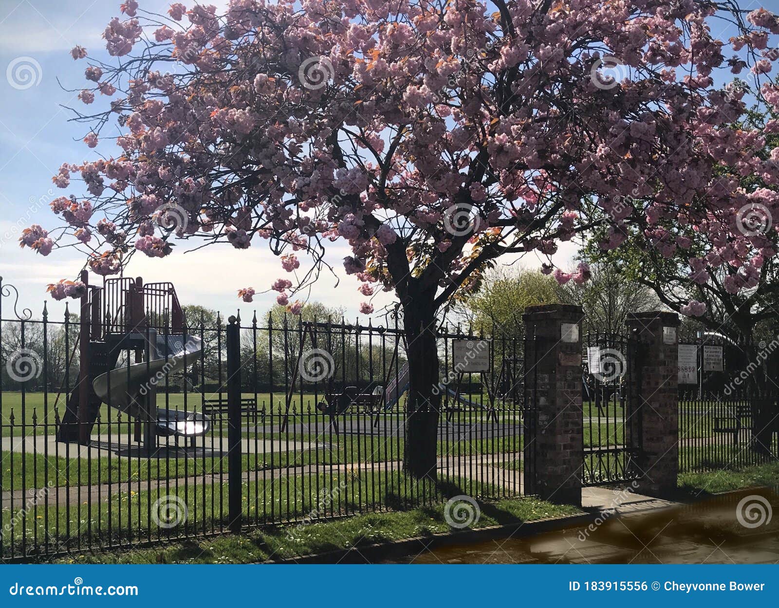 Cherry Blossom Tree stock photo. Image of blossom, croft - 183915556