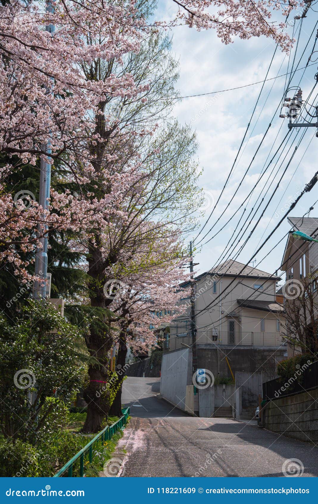 Cherry Blossom Tree Beside Road Photography Picture. Image: 118221609