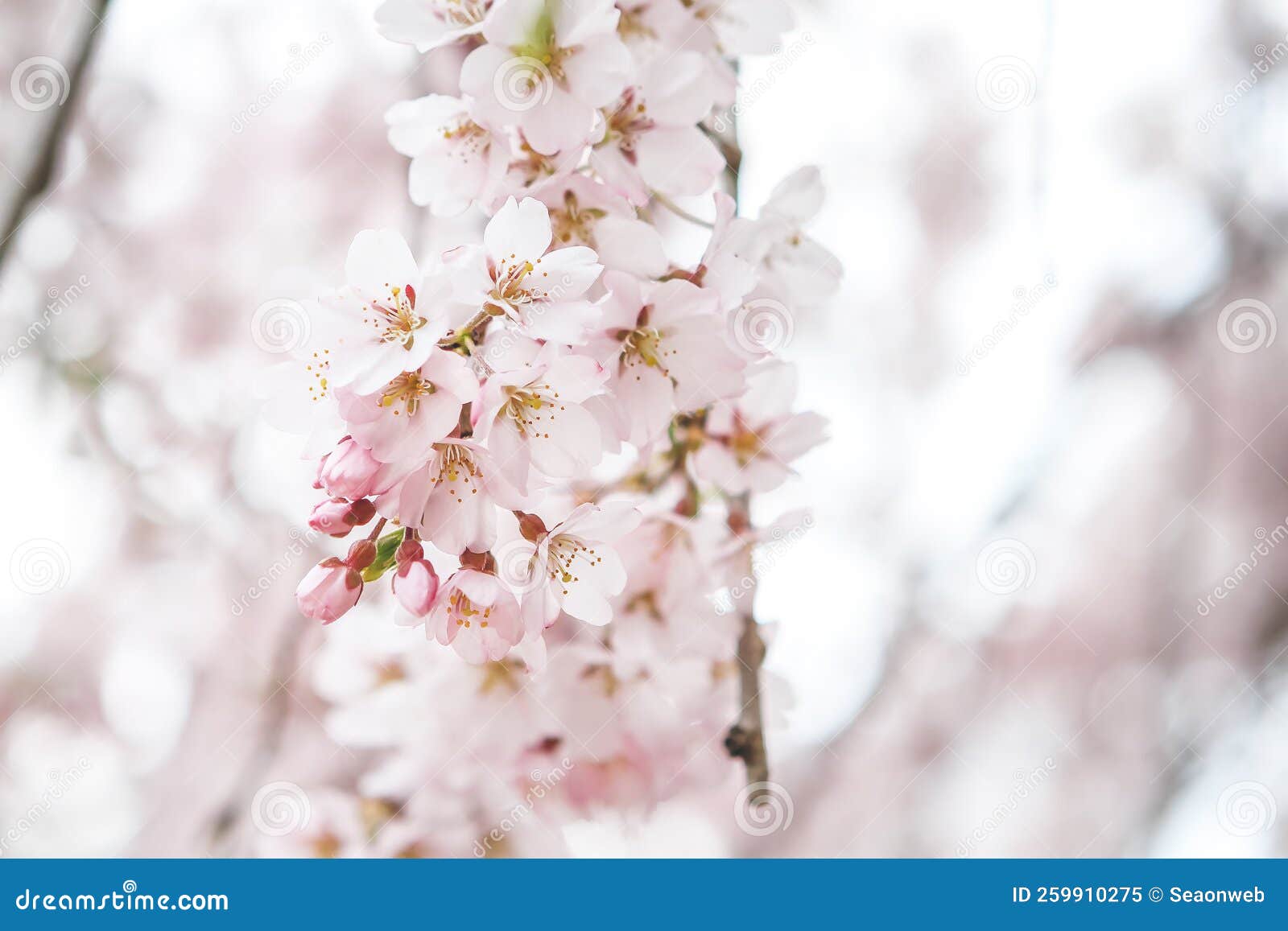 A Cherry Blossom Tree in Spring, Nara Stock Image - Image of bright ...