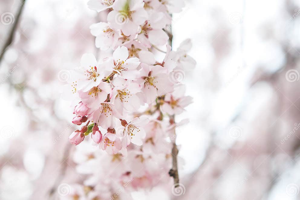 A Cherry Blossom Tree in Spring, Nara Stock Image - Image of bright ...