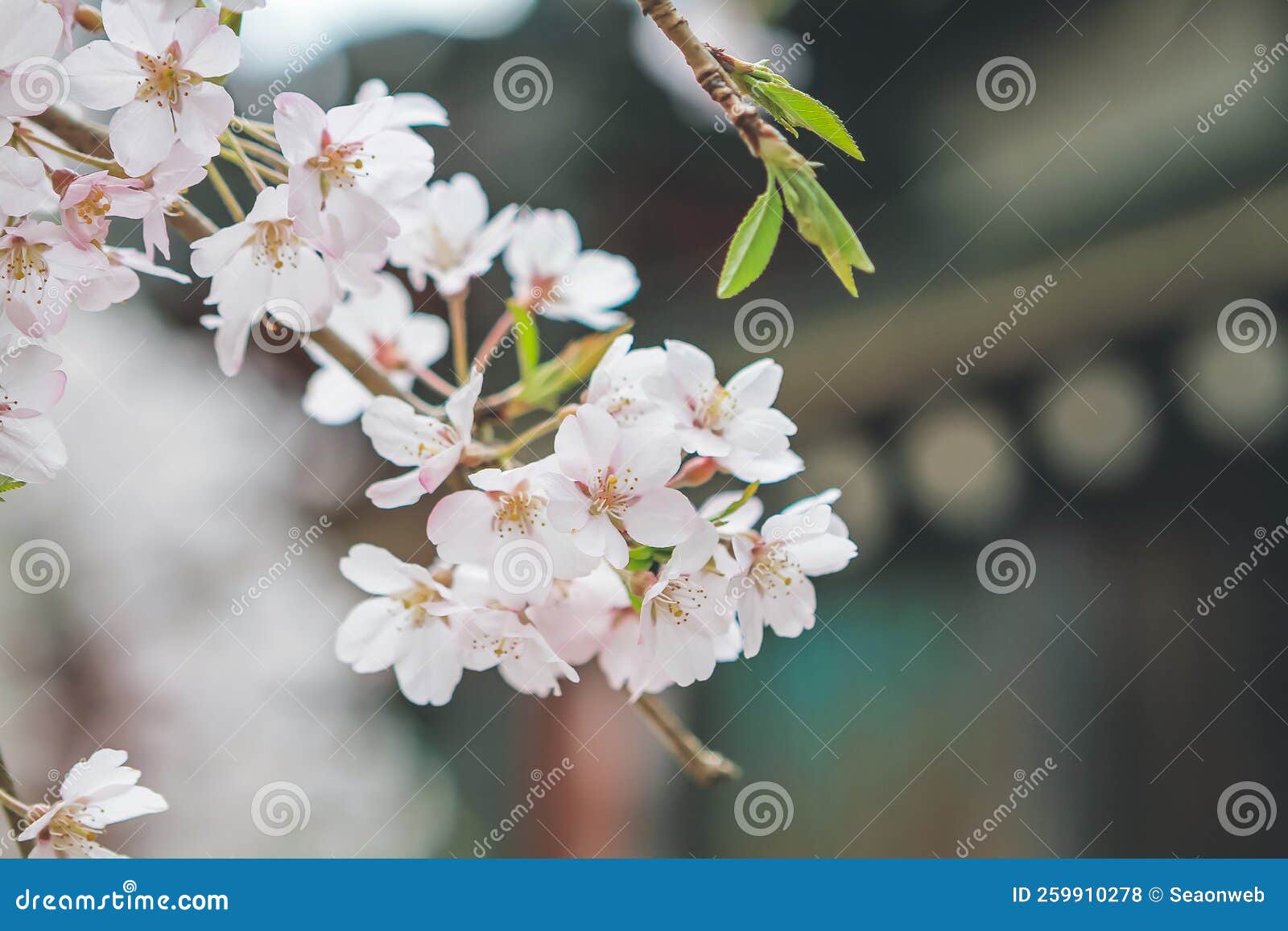 A Cherry Blossom Tree in Spring, Nara Stock Photo - Image of season ...