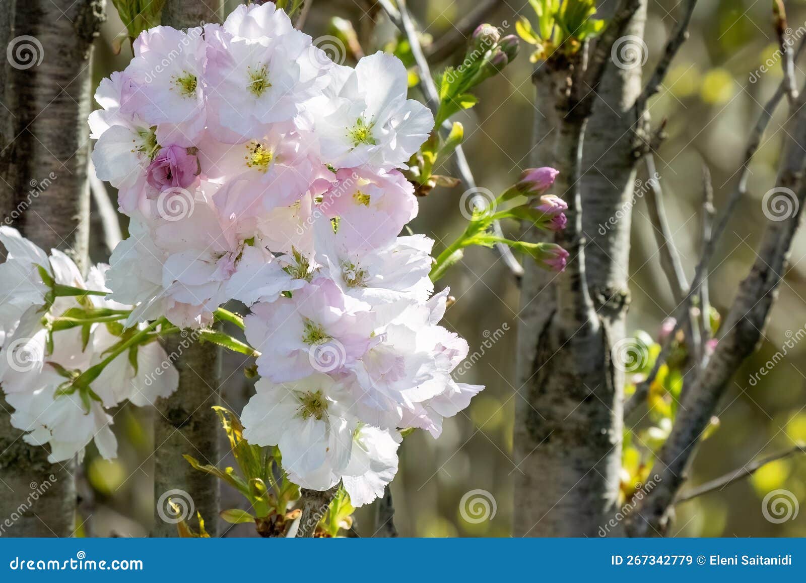 Cherry Blossom Tree Spring Time Stock Image - Image of branch, young ...
