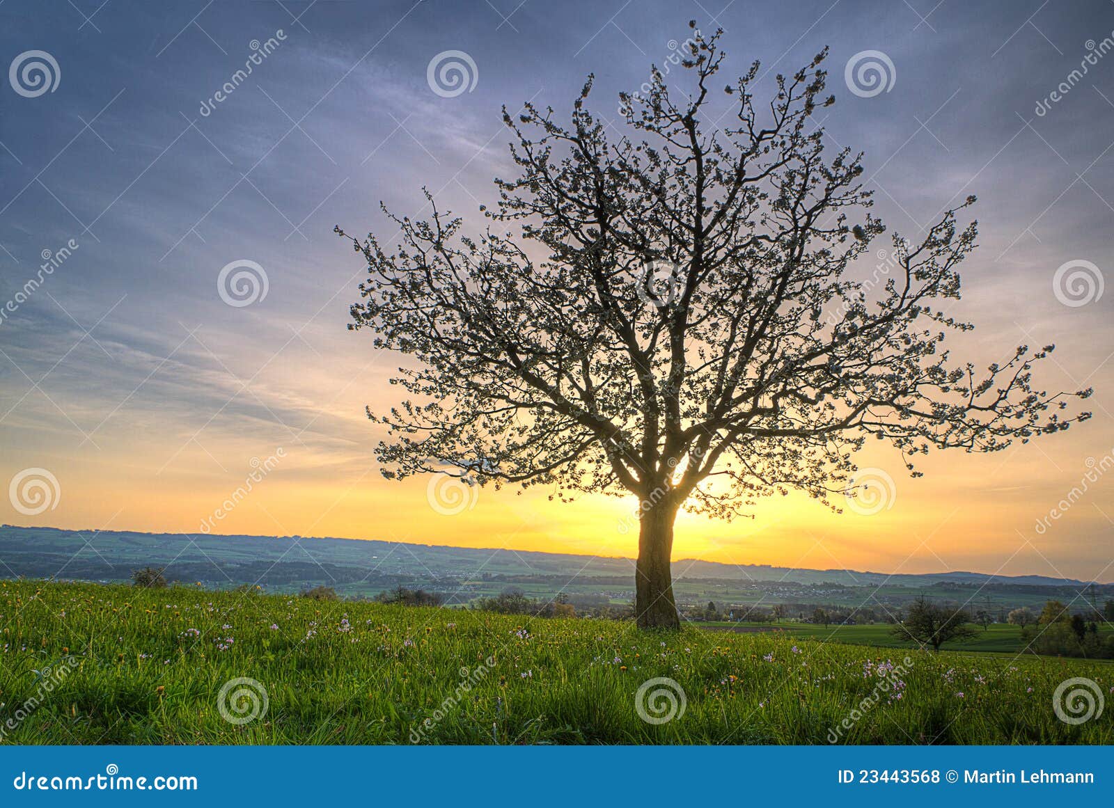 Cherry Blossom Tree at Sunset Stock Photo - Image of fresh, flowers ...
