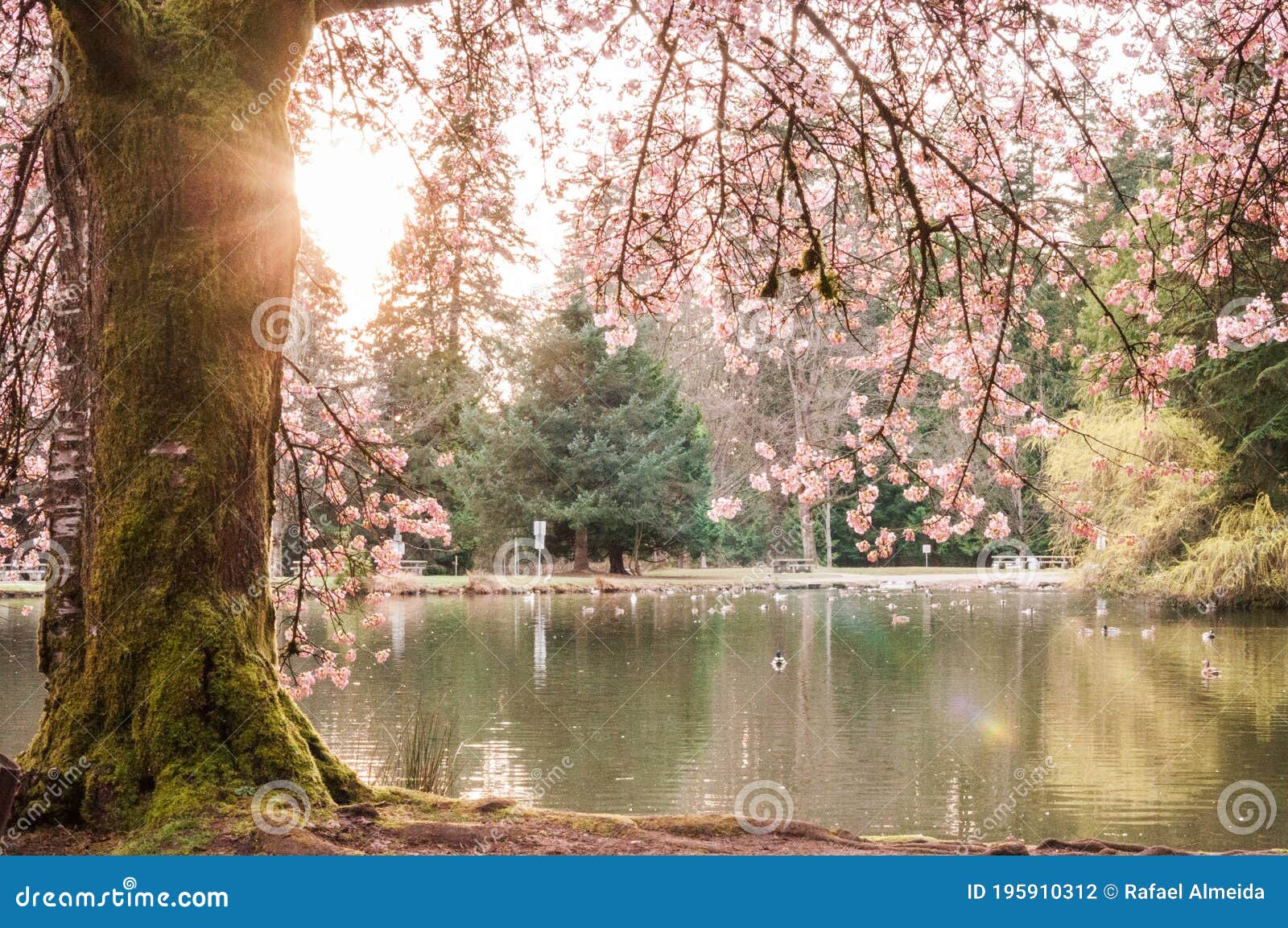 Cherry Blossom Tree Sunset in the Park Stock Photo - Image of fairy ...
