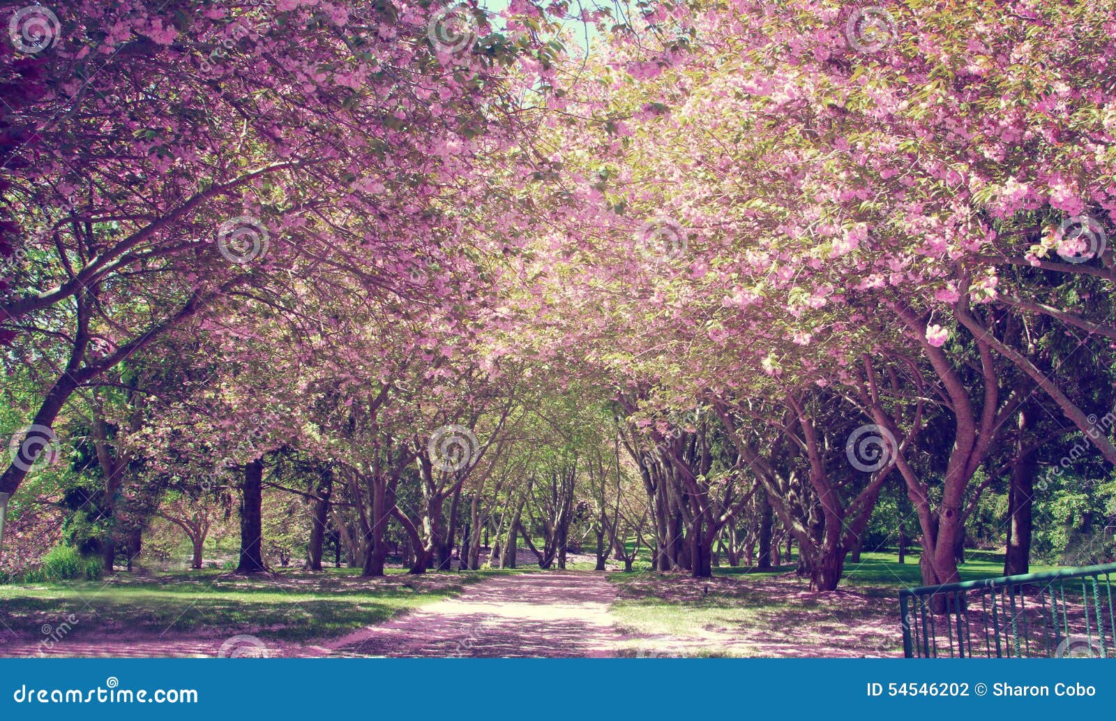 Driveway Cherry Tree Blossom Photos - Free & Royalty-Free Stock Photos ...