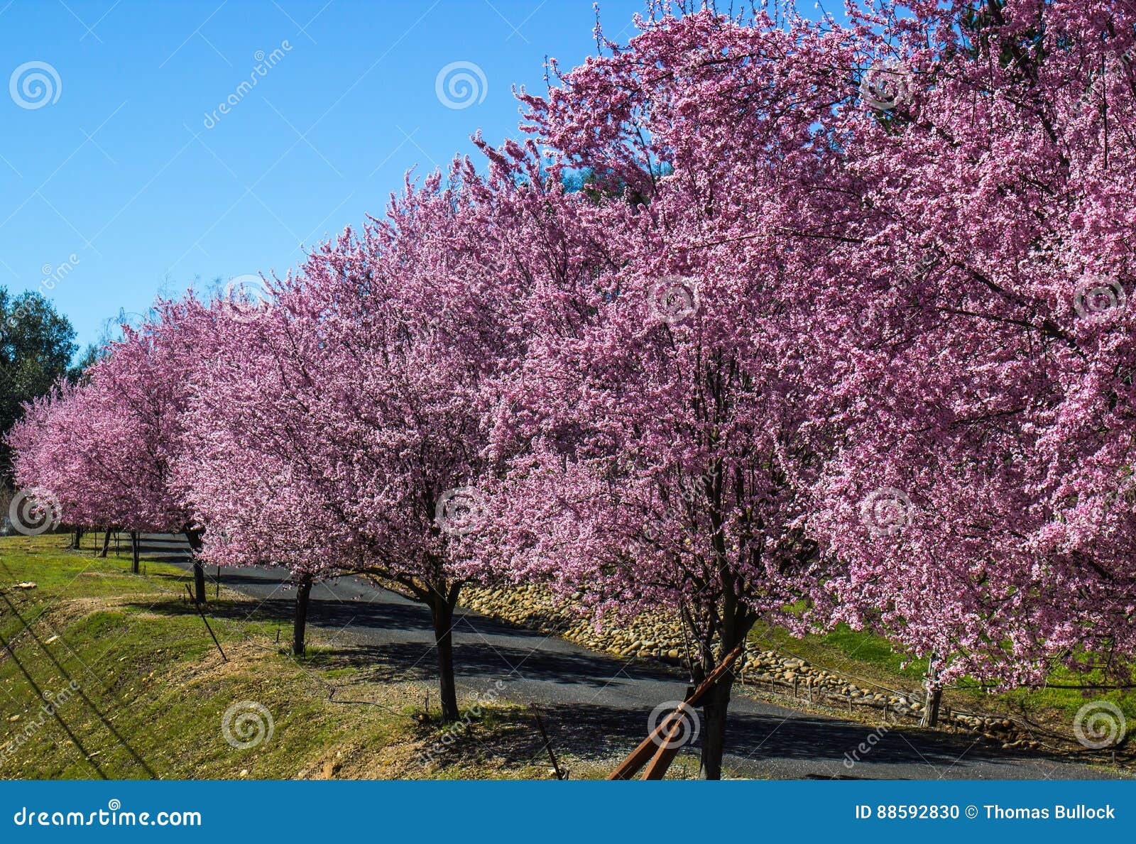 Cherry Blossom Trees Along Country Lane Stock Photo - Image of grass ...