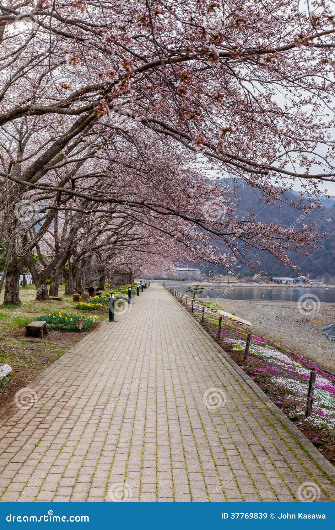 Pathway On Spring Flowers Meadow Royalty-Free Stock Photo ...