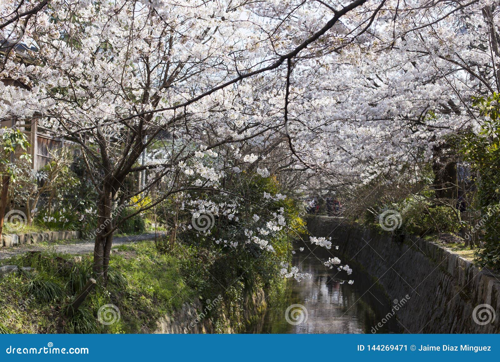 Cherry Blossom Trees Along of Philosophe`s Path in Kyoto for ...