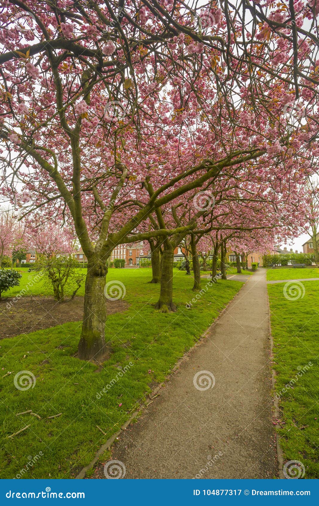 Cherry Blossom Trees in England Stock Image - Image of park, trees ...