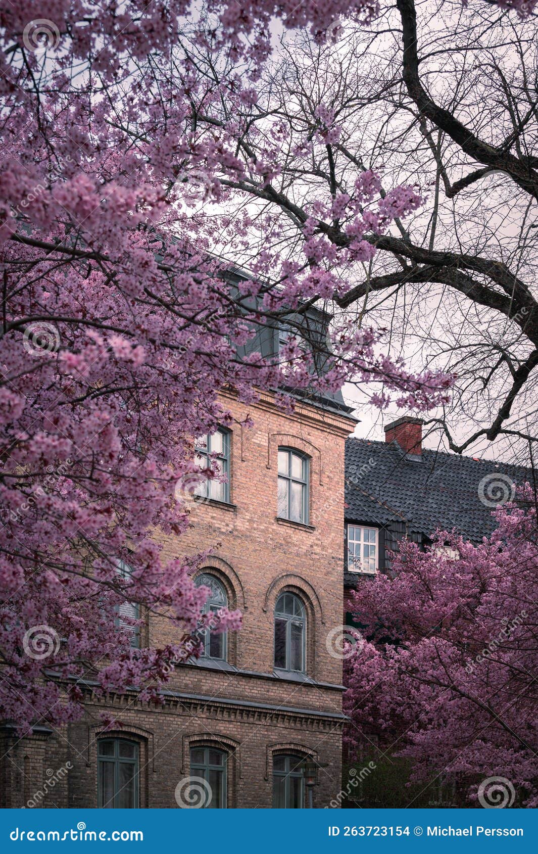 Cherry Blossom Trees in Front of Historic Facades in Lund Sweden during ...