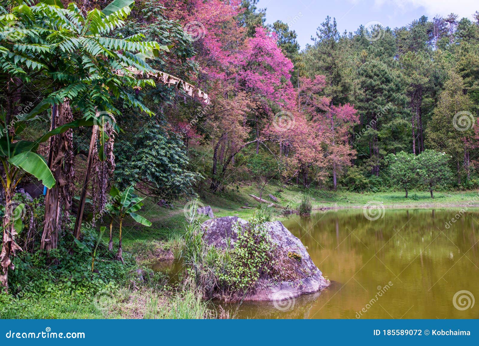 Cherry Blossom Trees with Lake in Thai Stock Photo - Image of seasonal ...