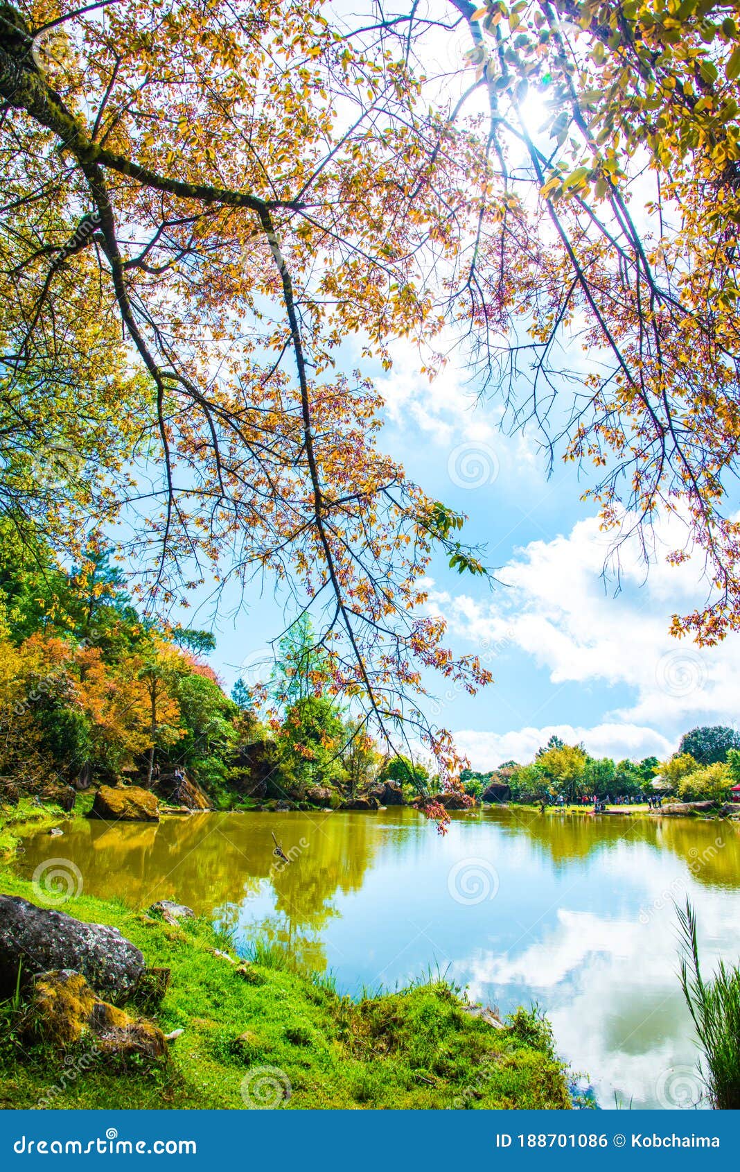 Cherry Blossom Trees with Lake in Thai Stock Photo - Image of nature ...