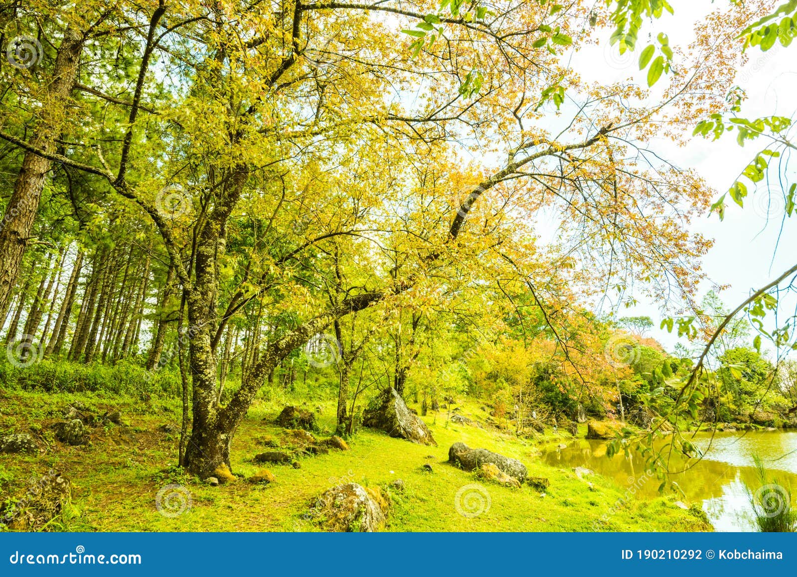 Cherry Blossom Trees with Lake in Thai Stock Photo - Image of pond ...