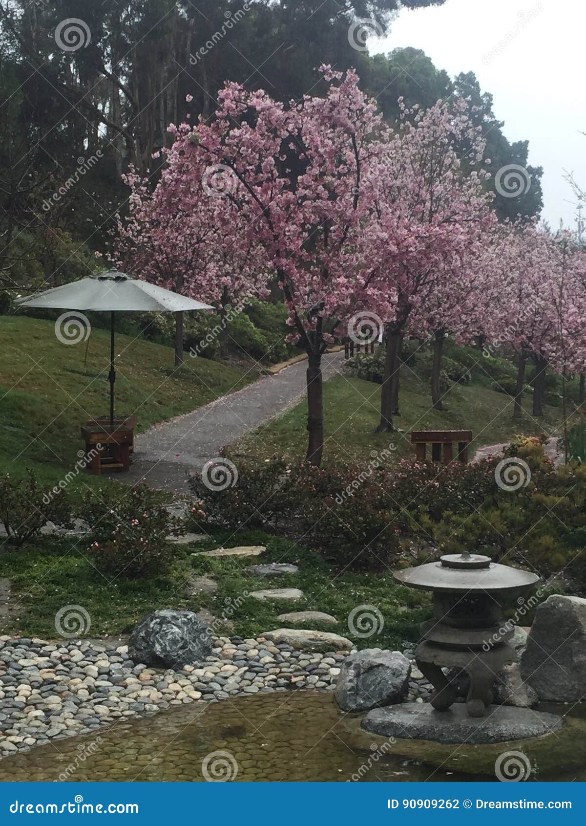 Cherry Blossom Trees Next To a Stream Stock Photo - Image of blossom ...