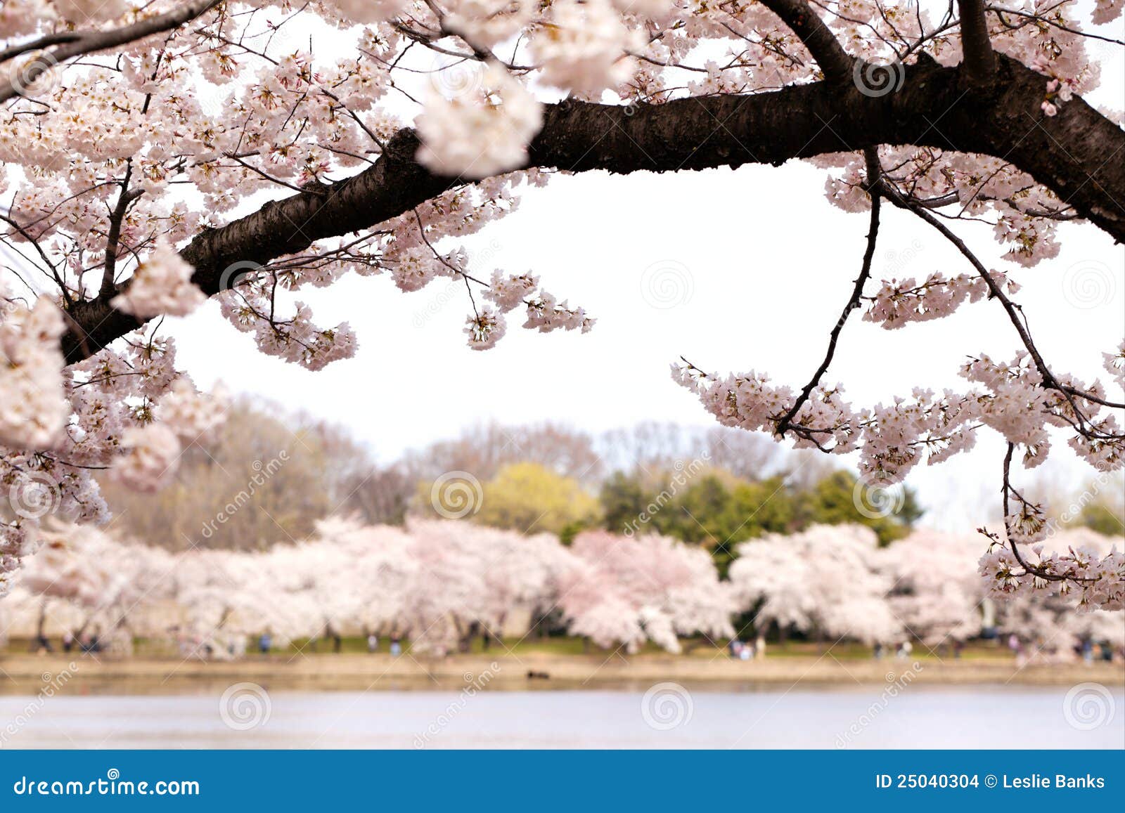 Cherry Blossom Trees Over the Tidal Basin Stock Photo - Image of cherry ...