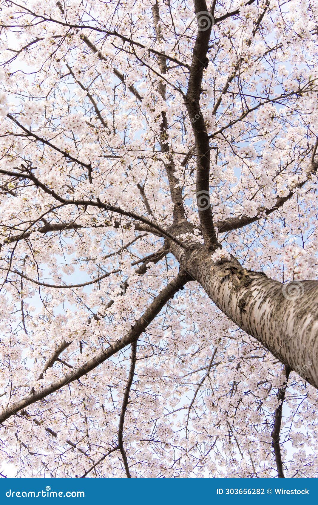 Blossom Trees in a Sunny Outdoor Setting Stock Photo - Image of ...