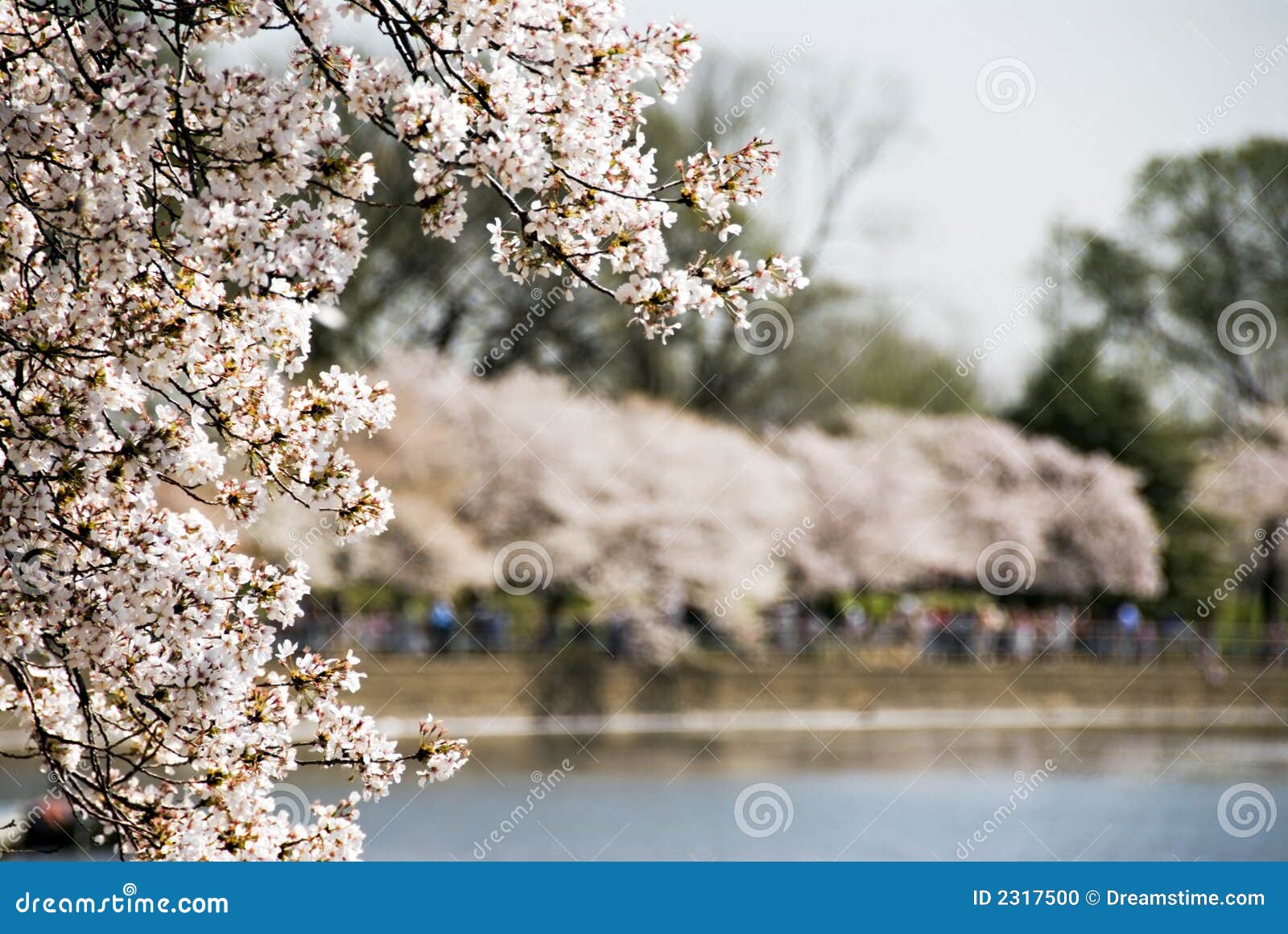 Cherry Blossom Trees Washington DC Stock Photo - Image of pink, petals ...