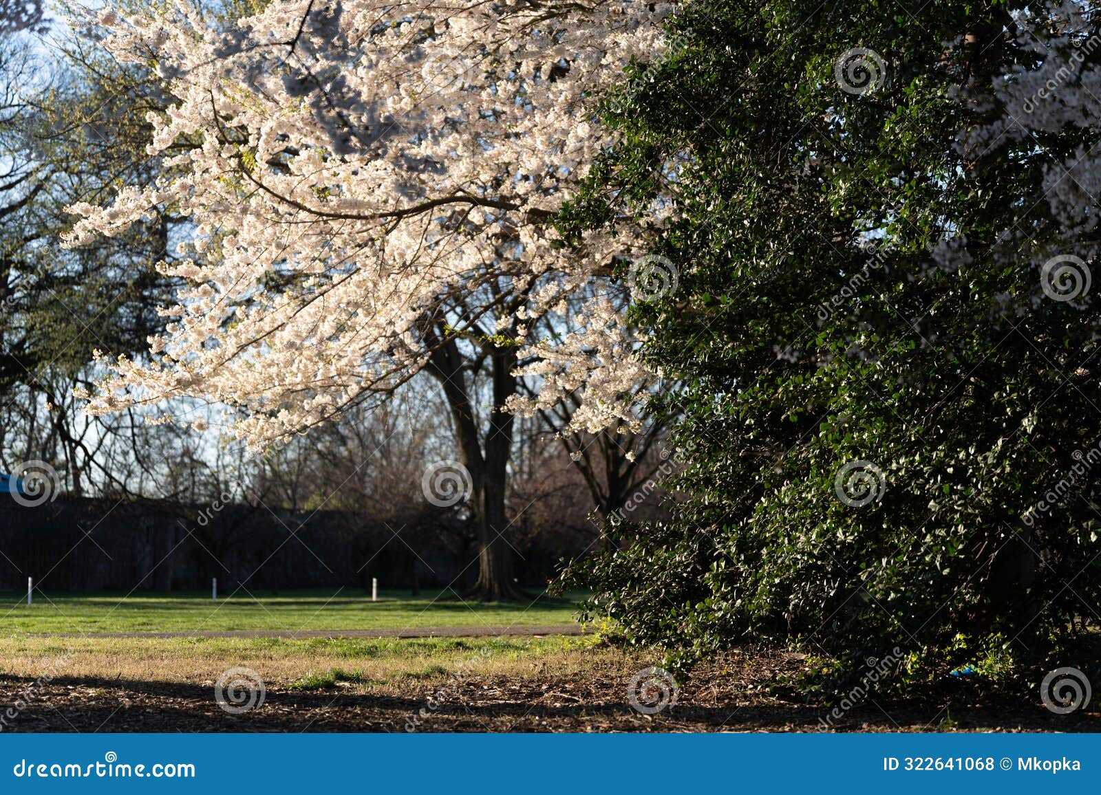 Cherry Blossom Trees in Washington DC on a Sunny Spring Morning Stock ...