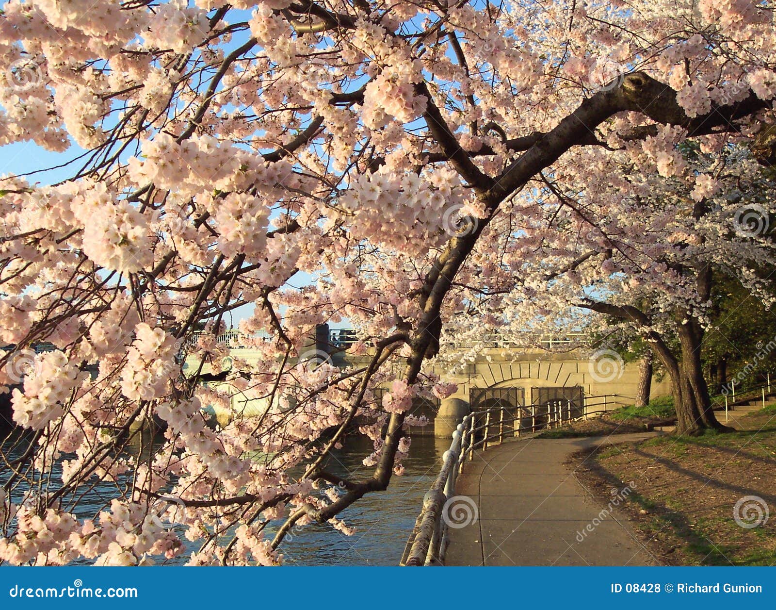 Cherry Blossom Tunnel stock photo. Image of quiet, spring - 8428