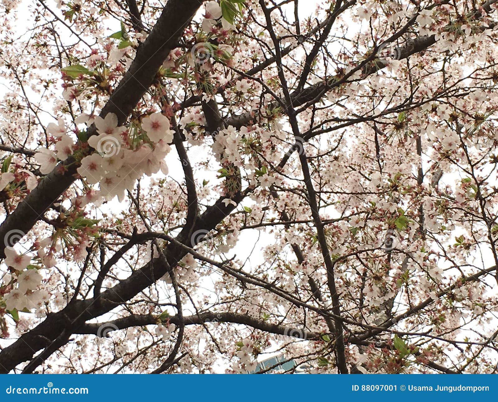 Cherry Blossom two stock image. Image of blossom, flora - 88097001