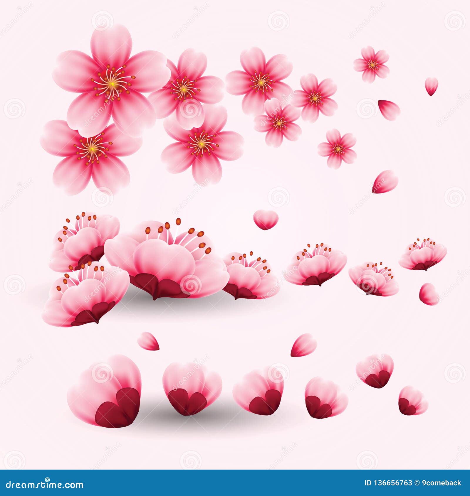 Cherry blossom vector stock vector. Illustration of sakura - 136656763