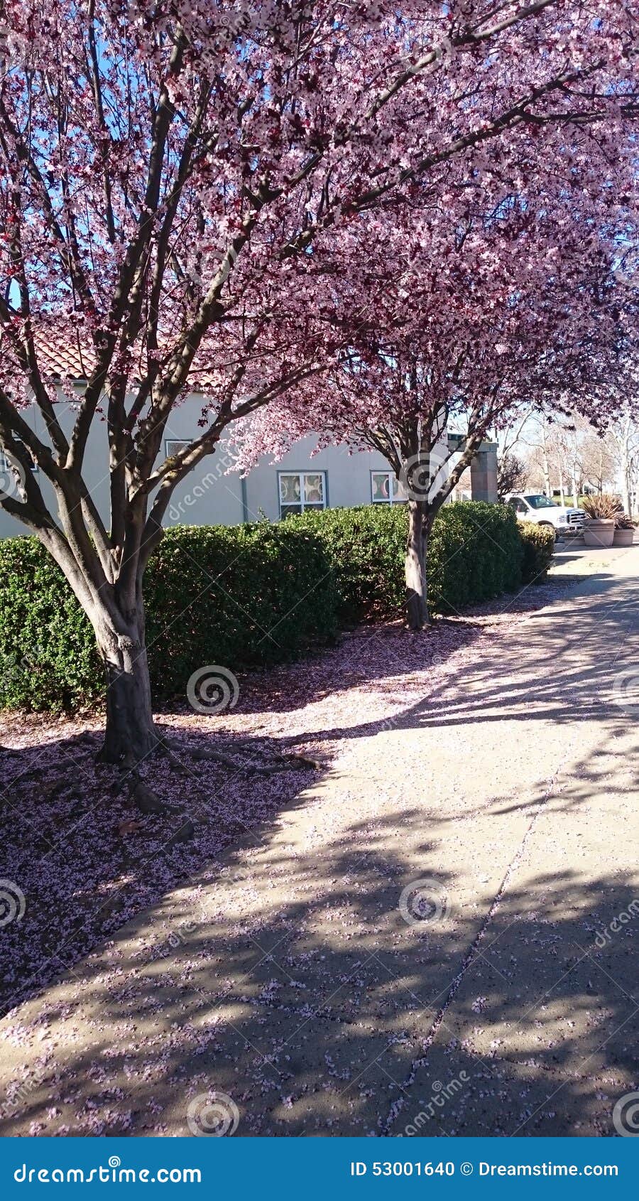 Cherry blossom walk stock photo. Image of cherry, walk - 53001640