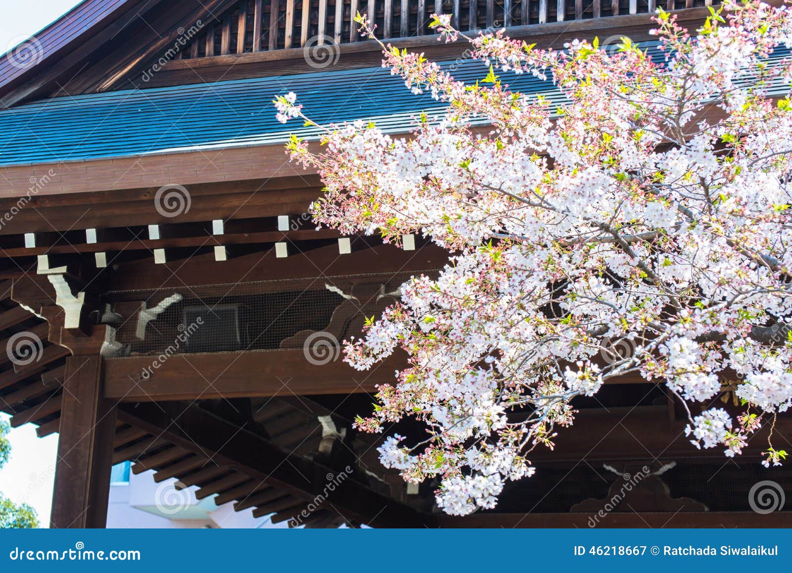 Cherry Blossom in Yasukuni Shrine Stock Image - Image of religious ...
